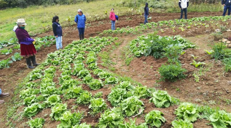 Azuay: huertos circulares para una producción amigable con el ambiente