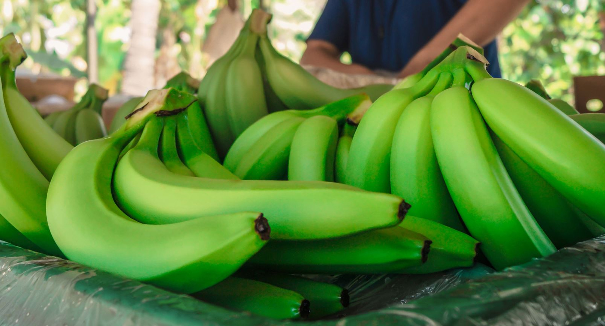 El banano orgánico bate nuevos récords en EE. UU. - Actores Productivos