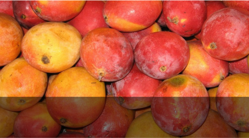 Estados Unidos abrió sus puertas al mango colombiano