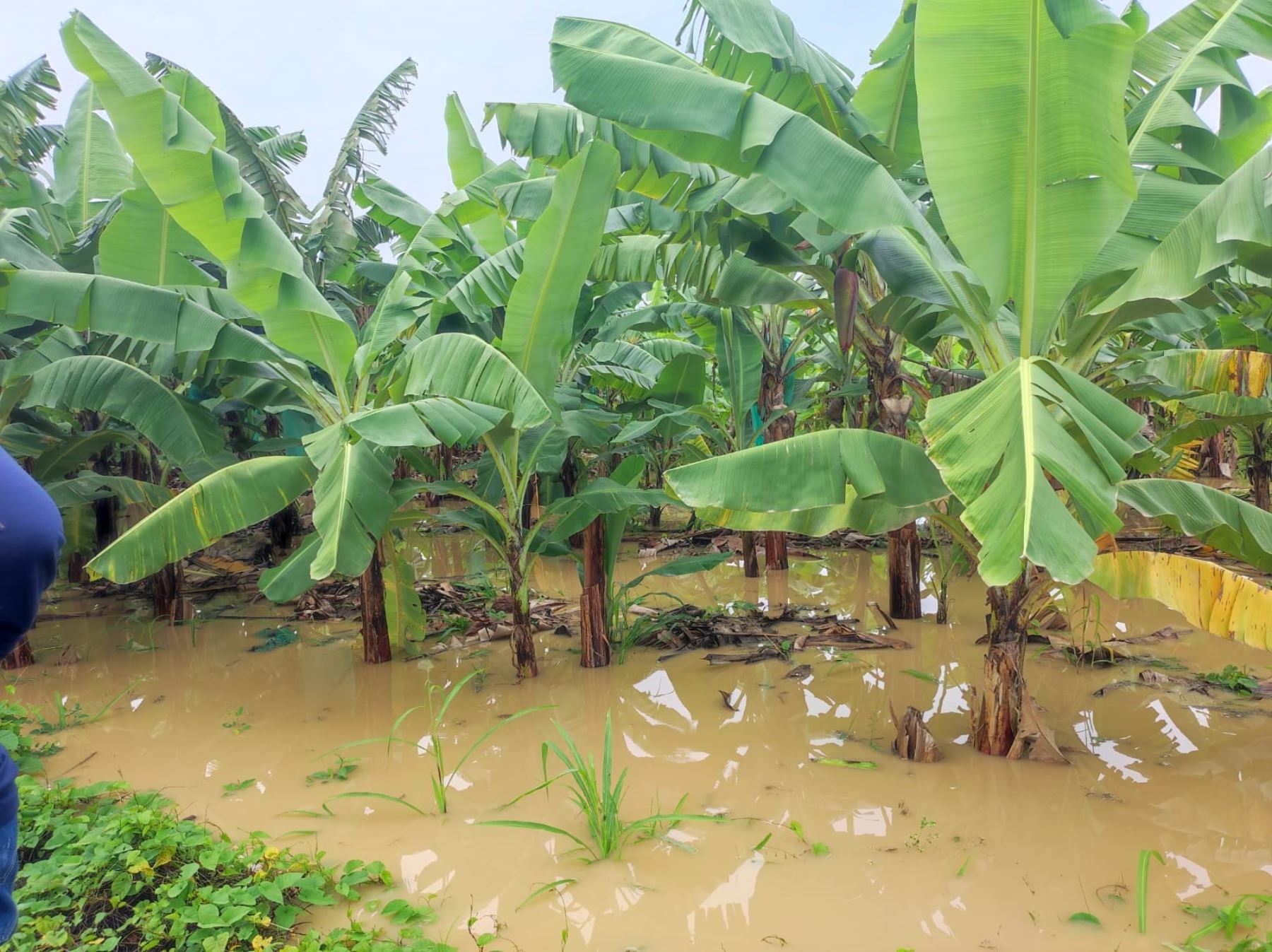 Ciclón Yacu afectó 1,273 hectáreas de banano en Tumbes Perú - Actores ...