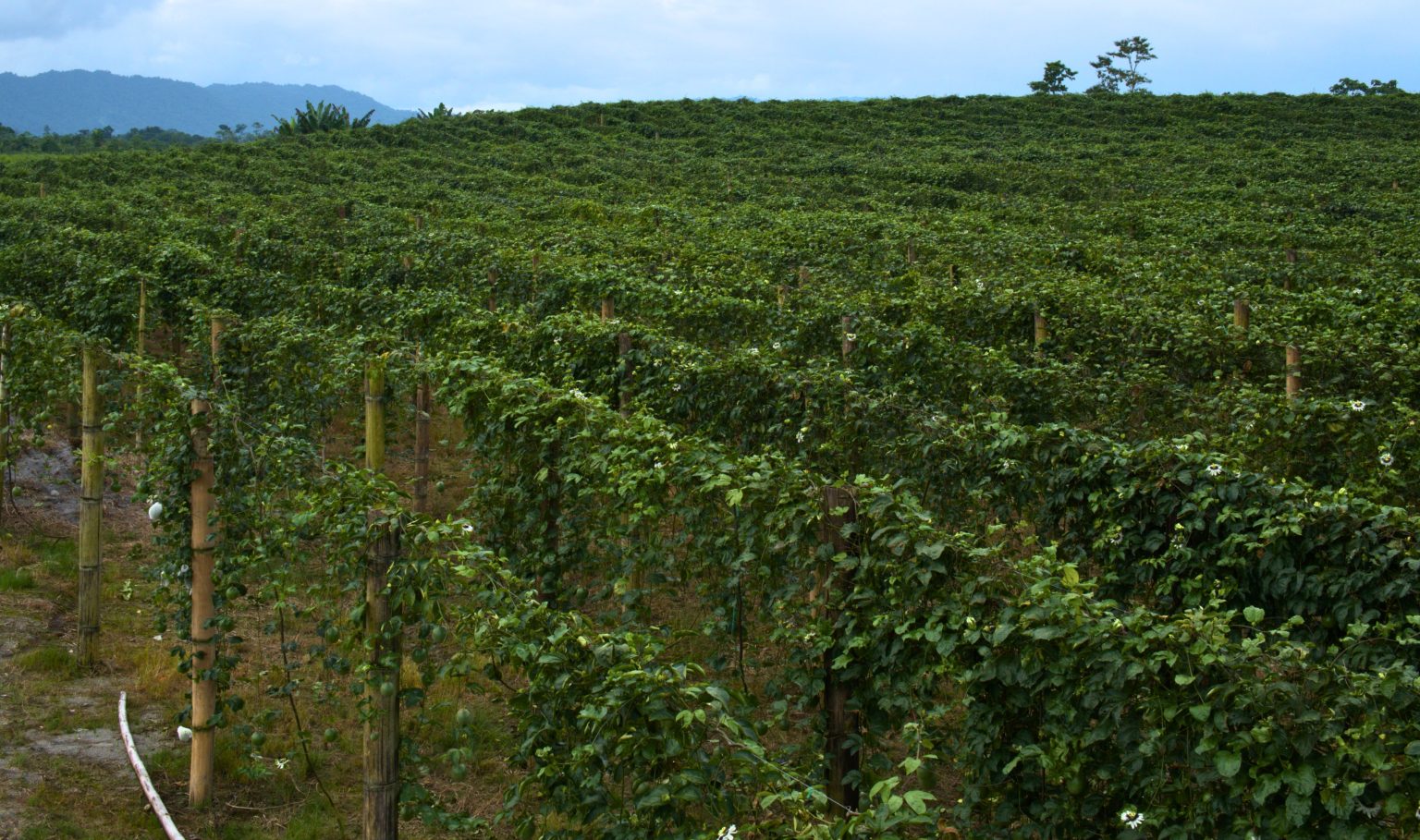 Maracuyá, un cultivo rentable con sabor tropical en Ecuador - Actores ...
